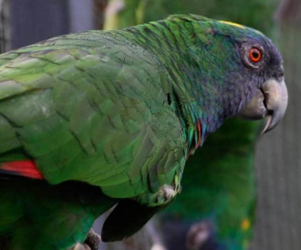 Blue Fronted Amazon Parrot for Sale