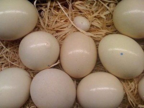 Buy Cockatoo Eggs - Talking Parrots