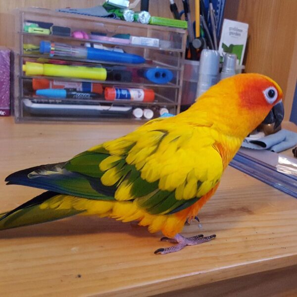 Emma – Sun Conure - Talking Parrots