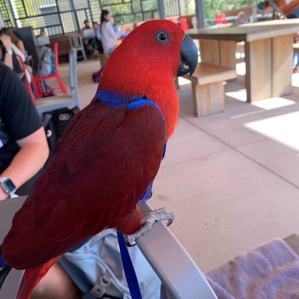 Ethan – Red Sided Eclectus - Talking Parrots