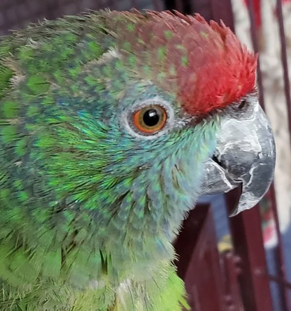 Lilac-Crowned Amazon Bird for Sale | Age: 5 Months