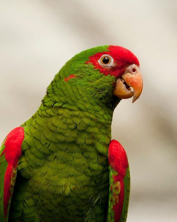 Red Crown Amazon Parrot for Sale