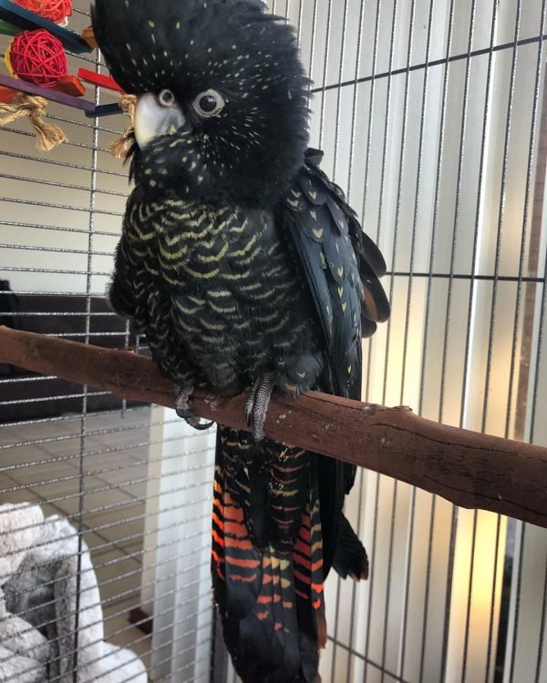 Red Tailed Black Cockatoo for Sale