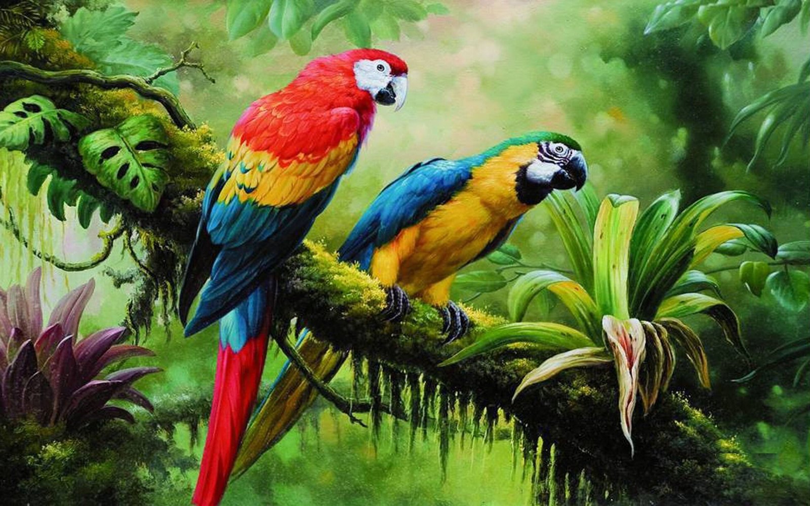 Healthy Talking Parrots for Sale