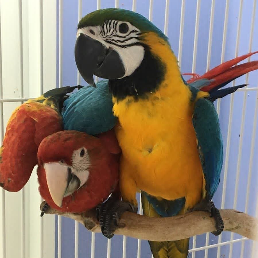 Healthy Macaws for Sale - 7 Types of Species Available