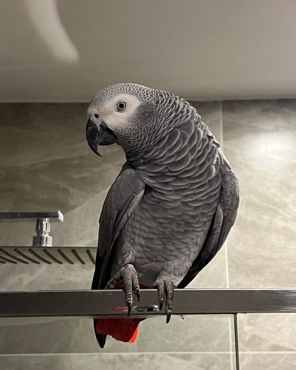 African Grey Parrots for Sale - Talking Parrots Island