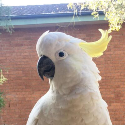 Cockatoo Parrots Archives - Talking Parrots