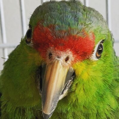 Red Lored Amazon for Sale | Name: Gloria
