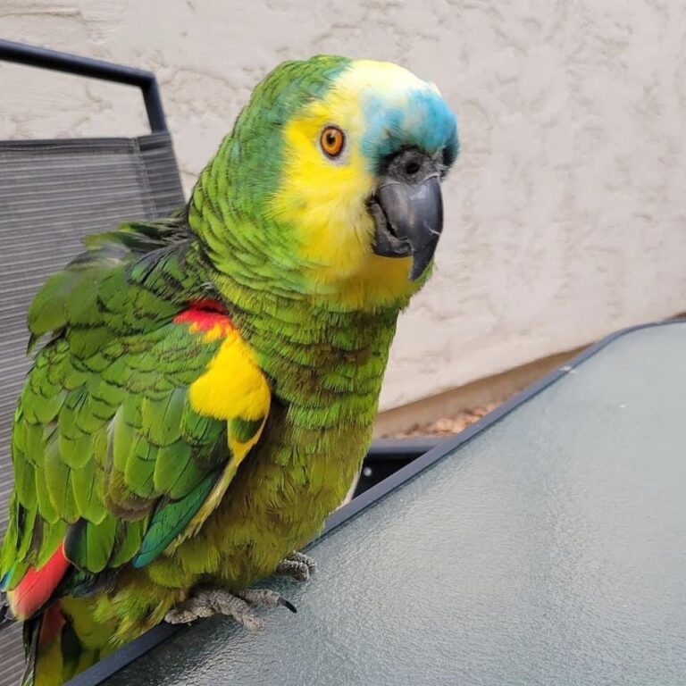 Amazon parrots Archives - Talking Parrots