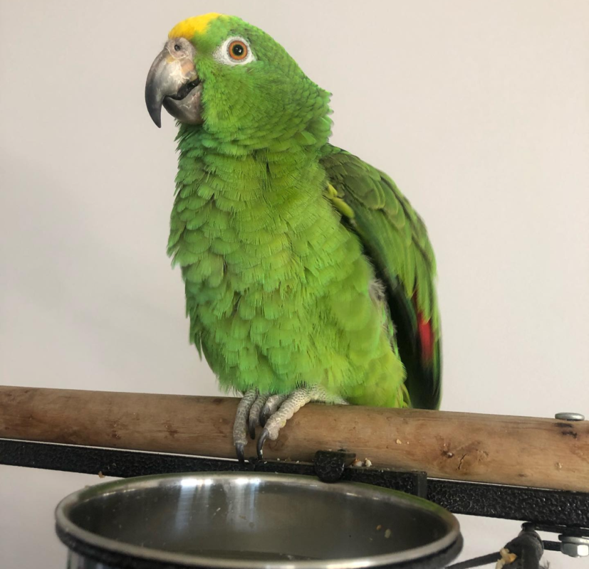 Yellow Fronted Amazon for Sale