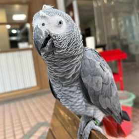 African Grey Parrots for Sale - Talking Parrots Island